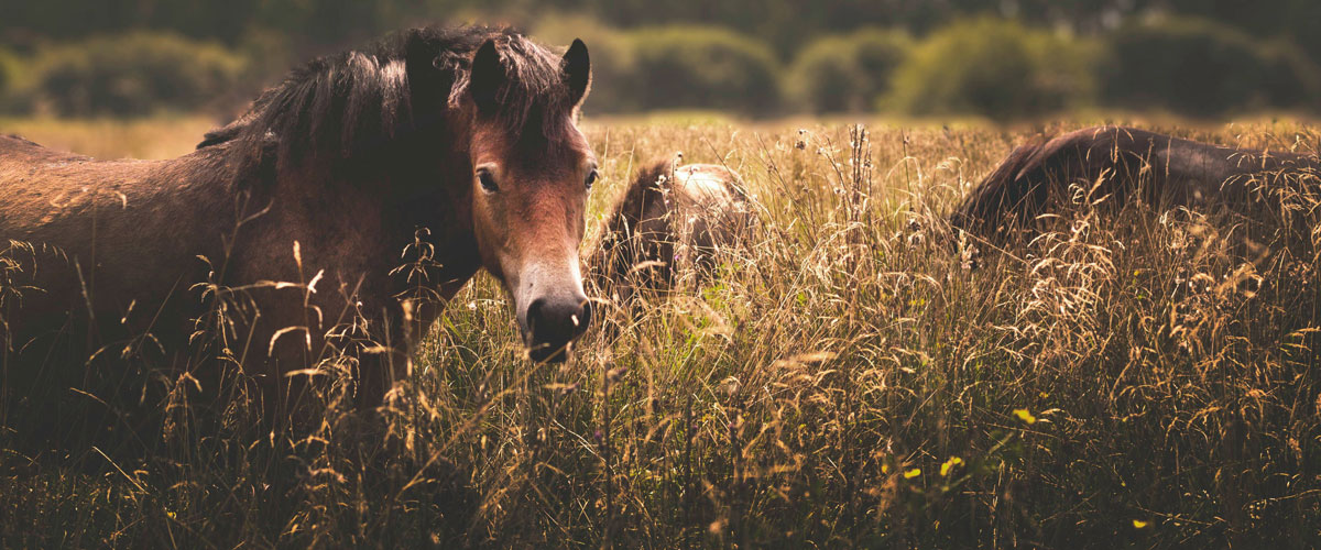 Registration – Equus Vets