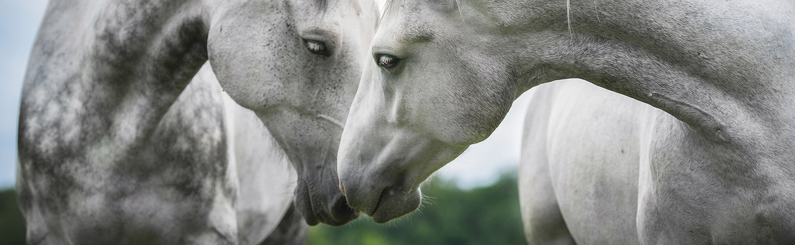 Contact us & Emergencies – Equus Vets