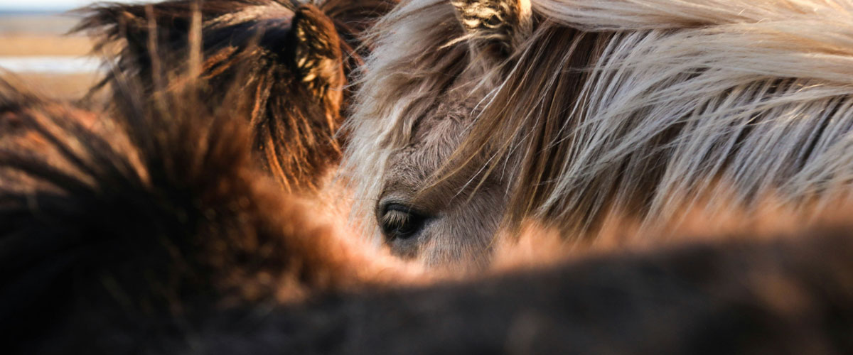 Privacy Policy – Equus Vets