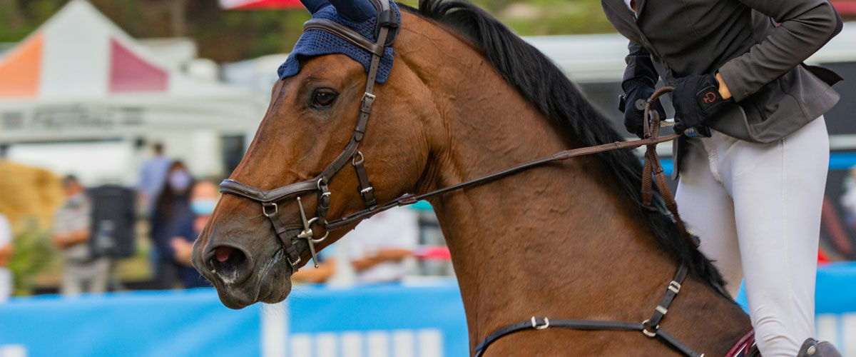 Five stage PPE – Equus Vets