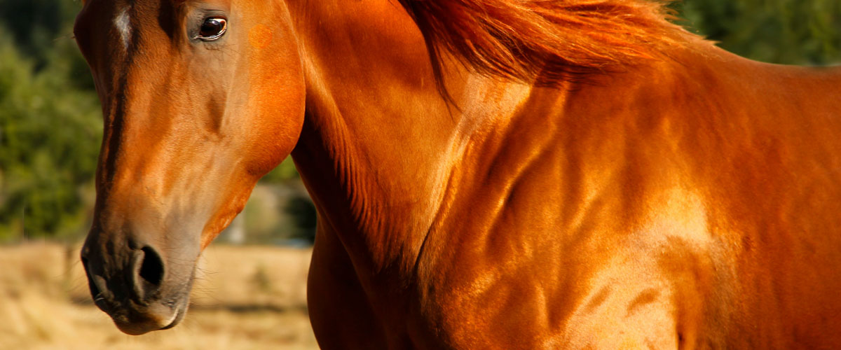 Gastroscopes – Equus Vets