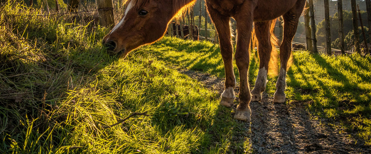 Endoscopes – Equus Vets