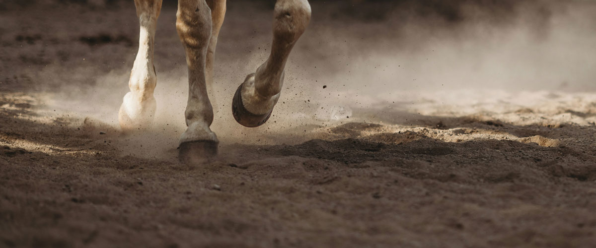 Lameness Examinations – Equus Vets