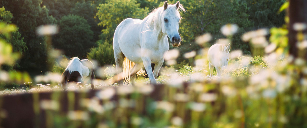 Services – Equus Vets