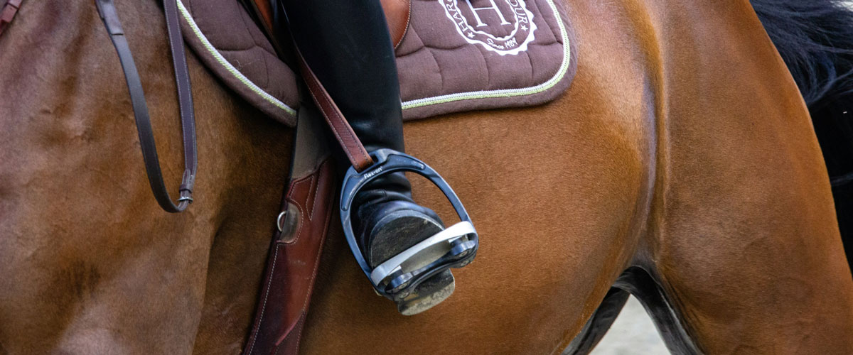 Pre-purchase Exam – Equus Vets