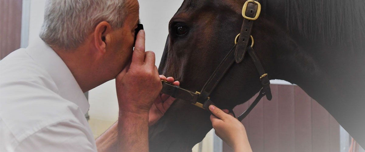 Two Stage PPE – Equus Vets