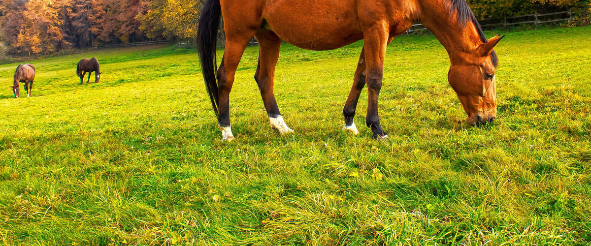 Mobile diagnostics – Equus Vets