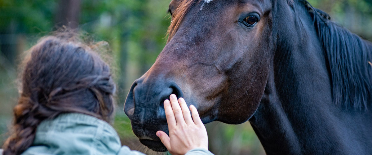 Dentistry – Equus Vets
