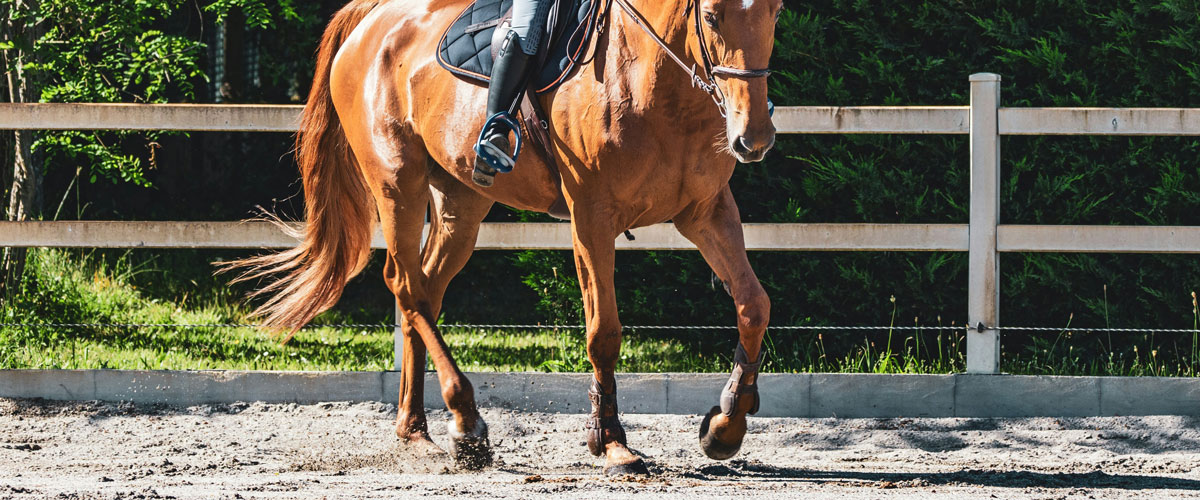 Image options – Equus Vets