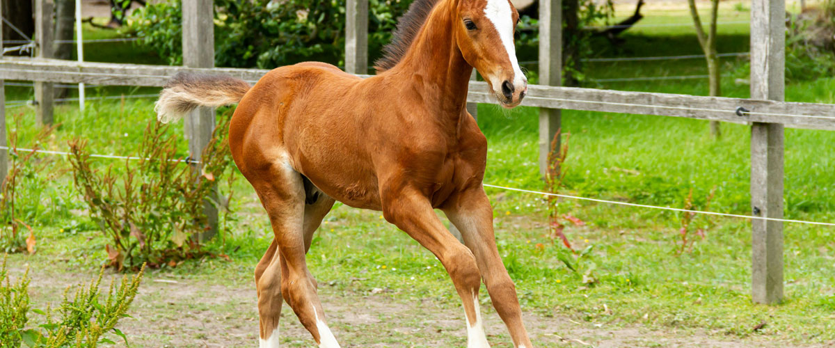Reproduction Services – Equus Vets